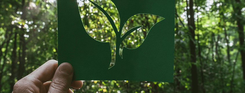 Eco-Friendliness Part 1: Making a Positive Impact on the Environment